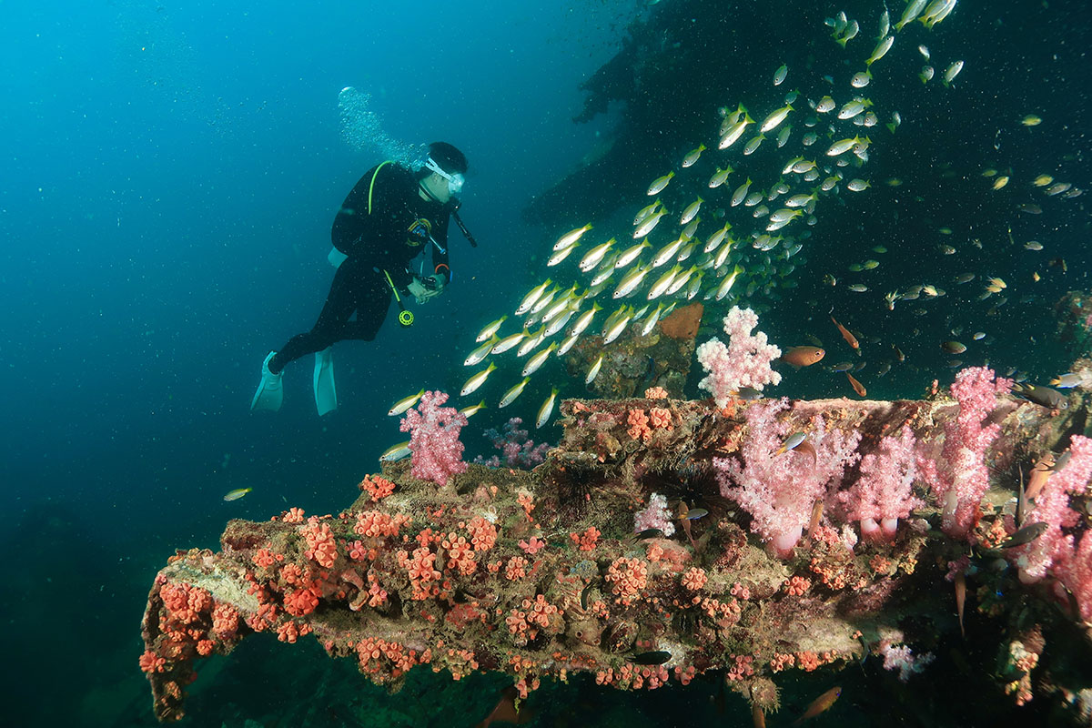SCUBA DIVING Day Trip King Cruiser - Thailand Top Sights Tours
